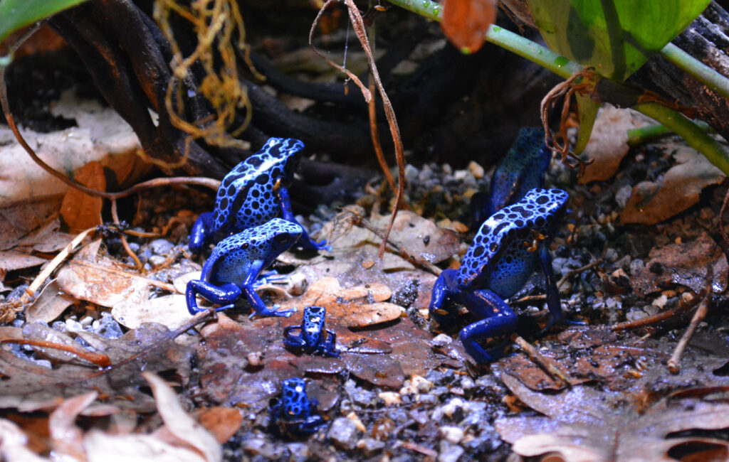 Nacen dos ranas venenosas de flecha azul que se encuentran en peligro ...