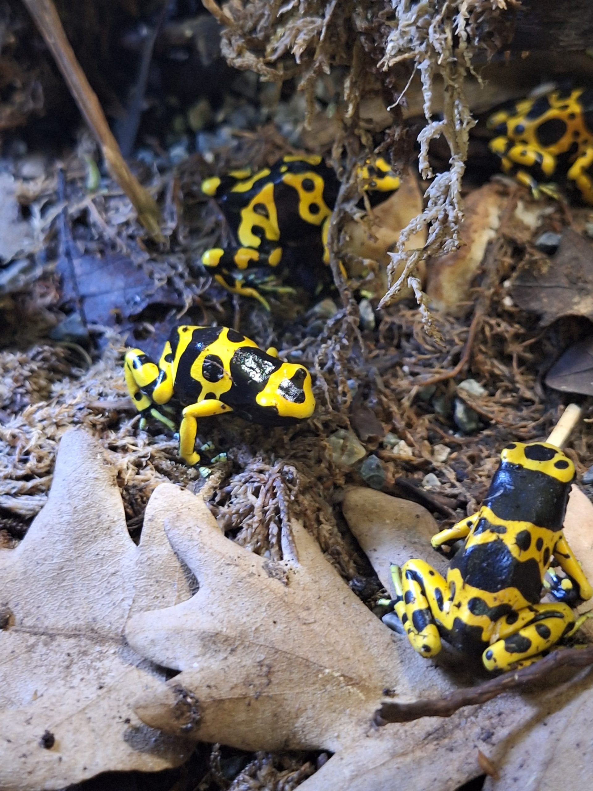 2 Terra Natura programa educativo Día Mundial los Anfibios